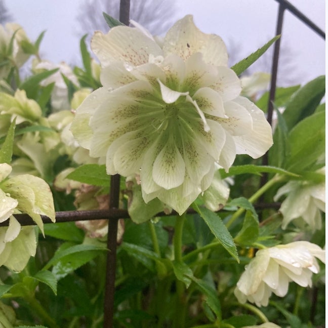 hellebore, double white | The Cut Flower Collab