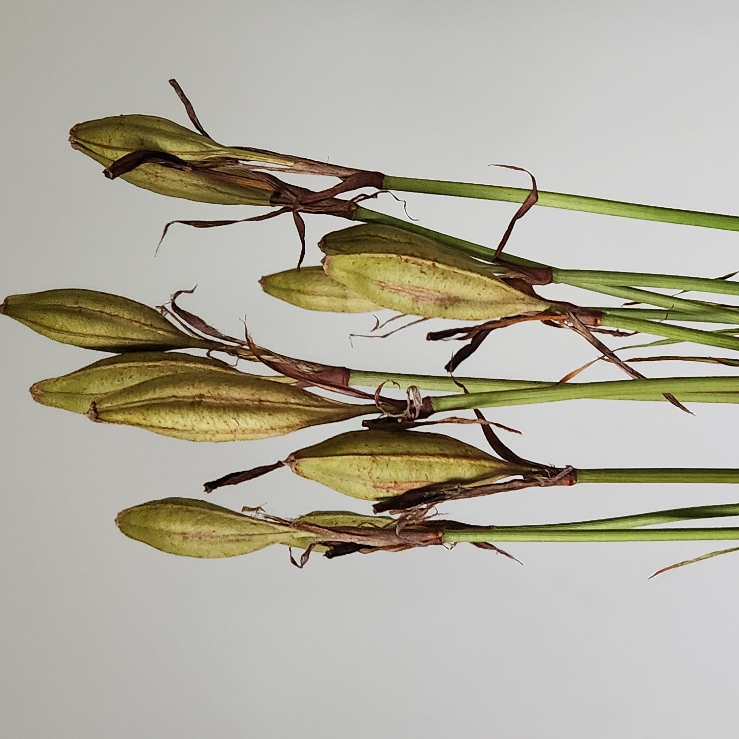 Dried, iris pods | The Cut Flower Collab