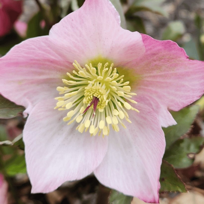Mixed Hellebores (White/Pink) | The Cut Flower Collab