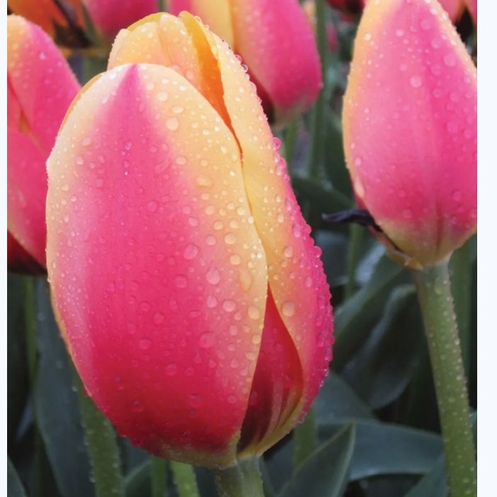 tulip, world peace (magenta and gold) | The Cut Flower Collab